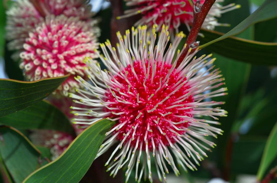 Australian Natives | Ecolife Plants