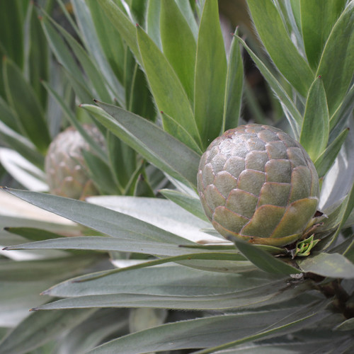 Leucadendron 'Silver Tree' | Ecolife Plants