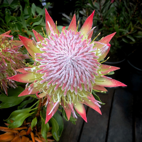 Protea - Autumn Prince | Ecolife Plants