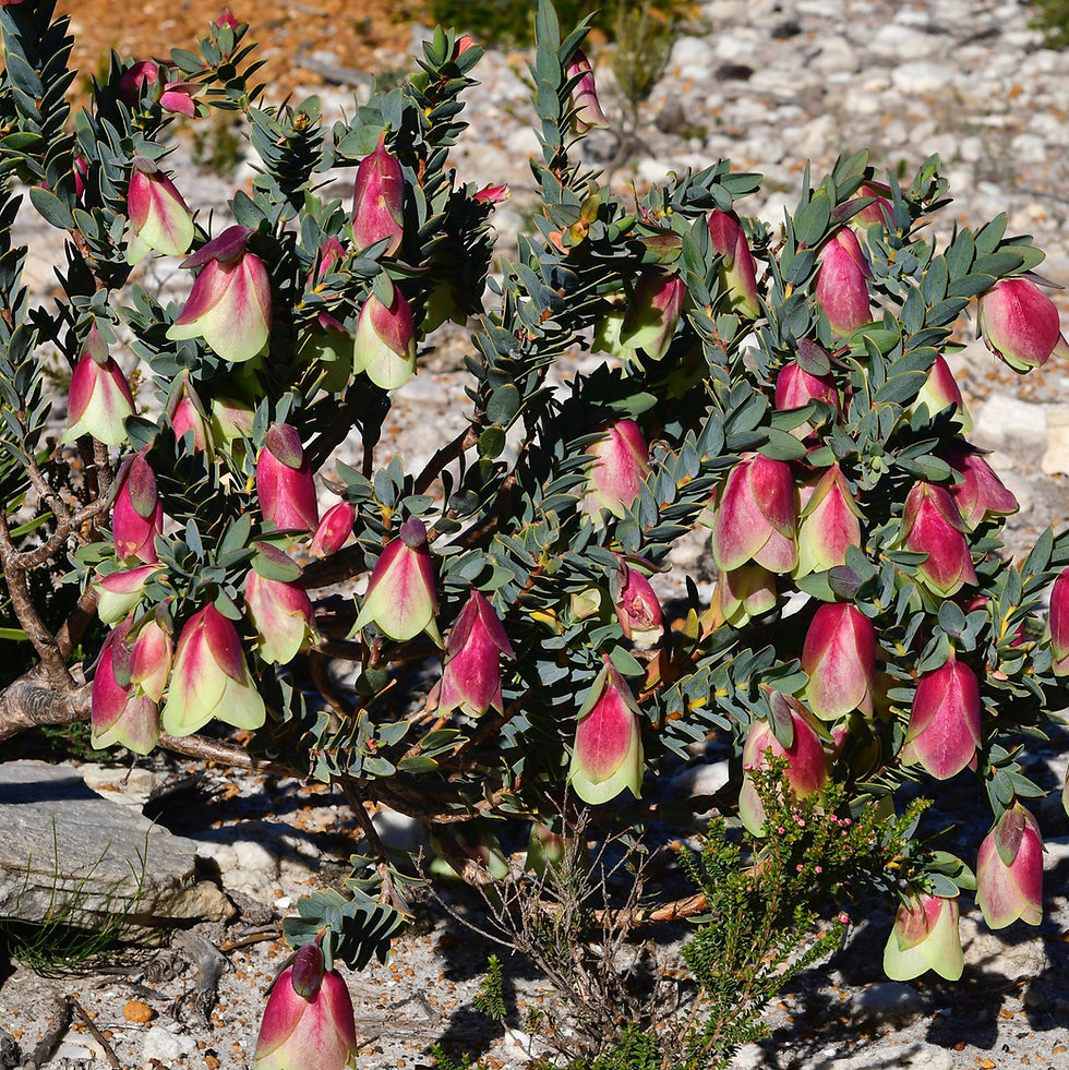 Shop | Ecolife Plants