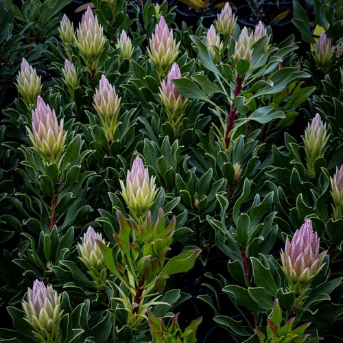 Protea - Autumn Prince | Ecolife Plants