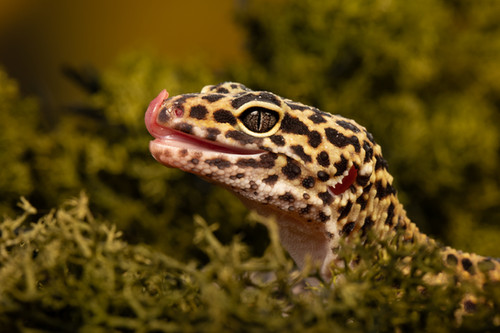 Macro Photography Session | Wild Arena Ltd