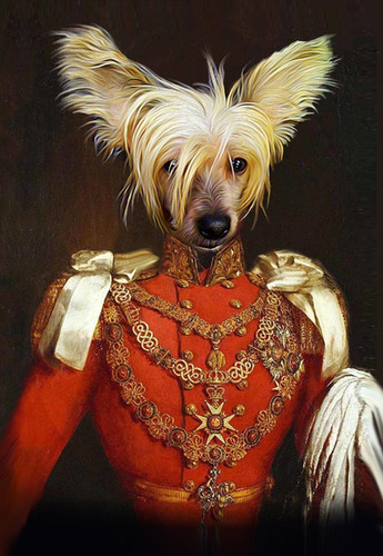 Prince Albert | The Renaissance Pet