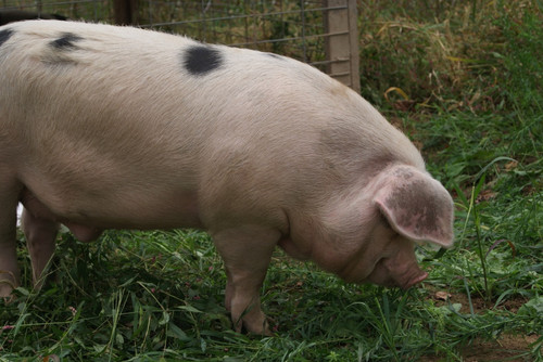 Custom Cut Half Pig Deposit | Liberty Hill Farm