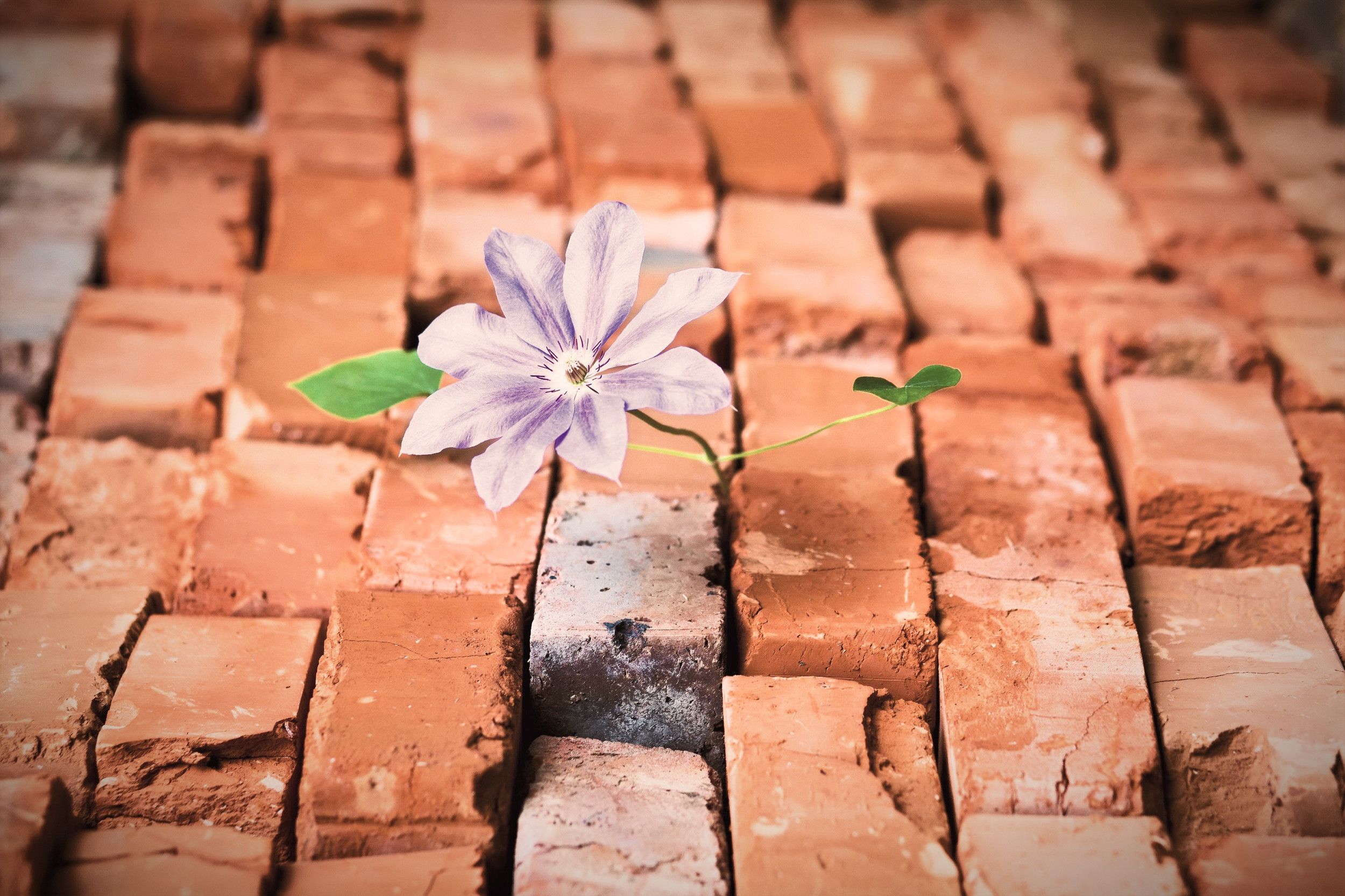 Path of Patience | Western Montana Mental Health Center | Montana