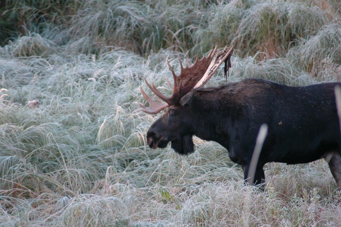 Moose riding mountain national Park