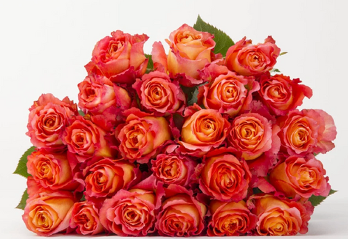 Imported Rose Bundles | DragonflyFD