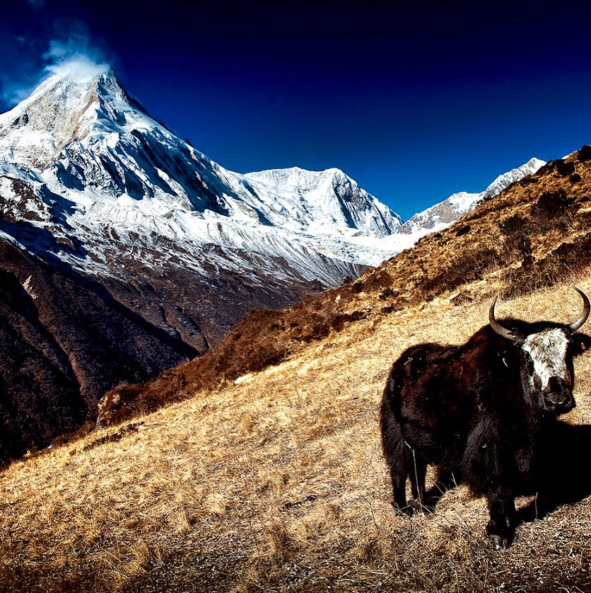 INTRODUCTION: Yak Shaving