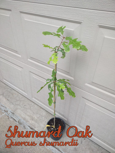 Shumard Oak Tree - #1 Container | Four Sisters Oaks