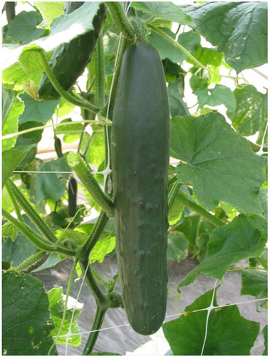 Cucumber Epsilon F1 | PROLIBUDS