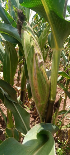 LAKE 601 | PROLIBUDS