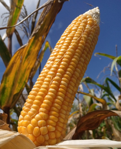 LAKE 606 | PROLIBUDS