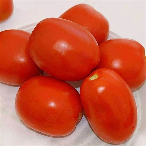 Tomato Rafano F1 | PROLIBUDS