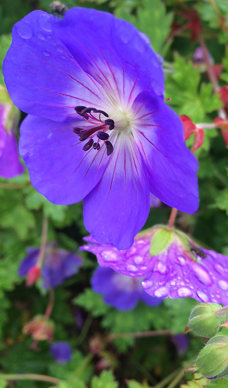 Learn To Thrive Blog | New England Center for OCD and Anxiety