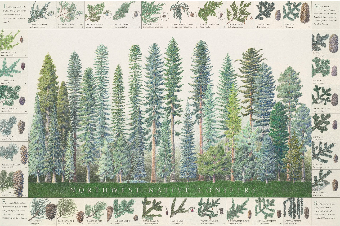 NW Native Trees Posters | Good Nature Publishing | Seattle, WA