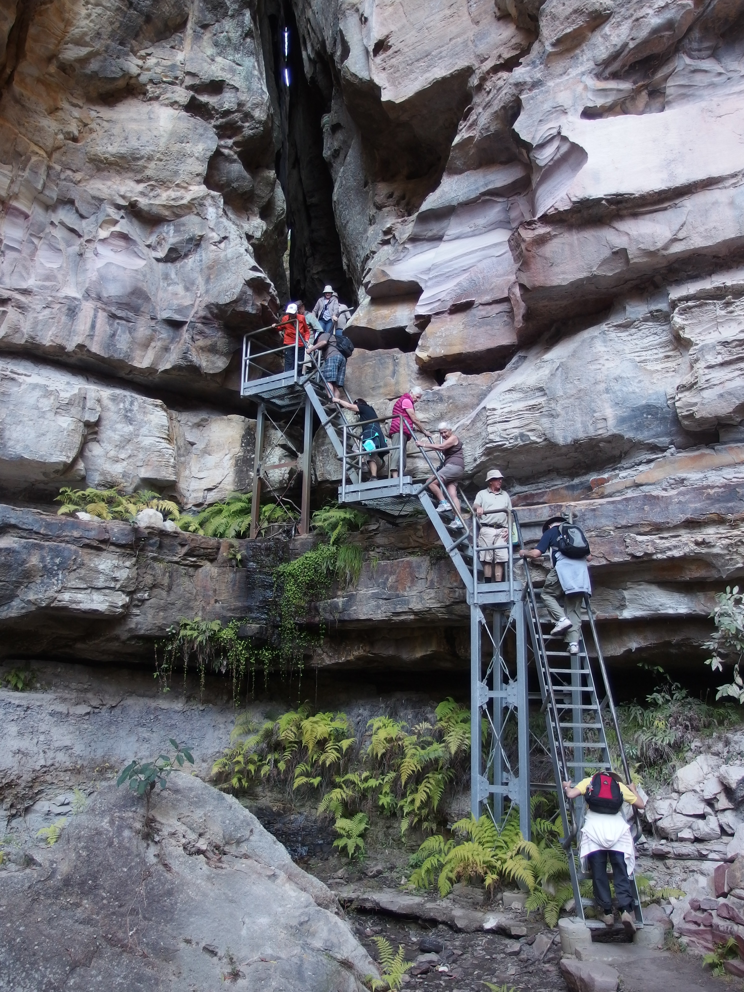 Walks & Sites | Carnarvon Gorge | Australian Nature Guides