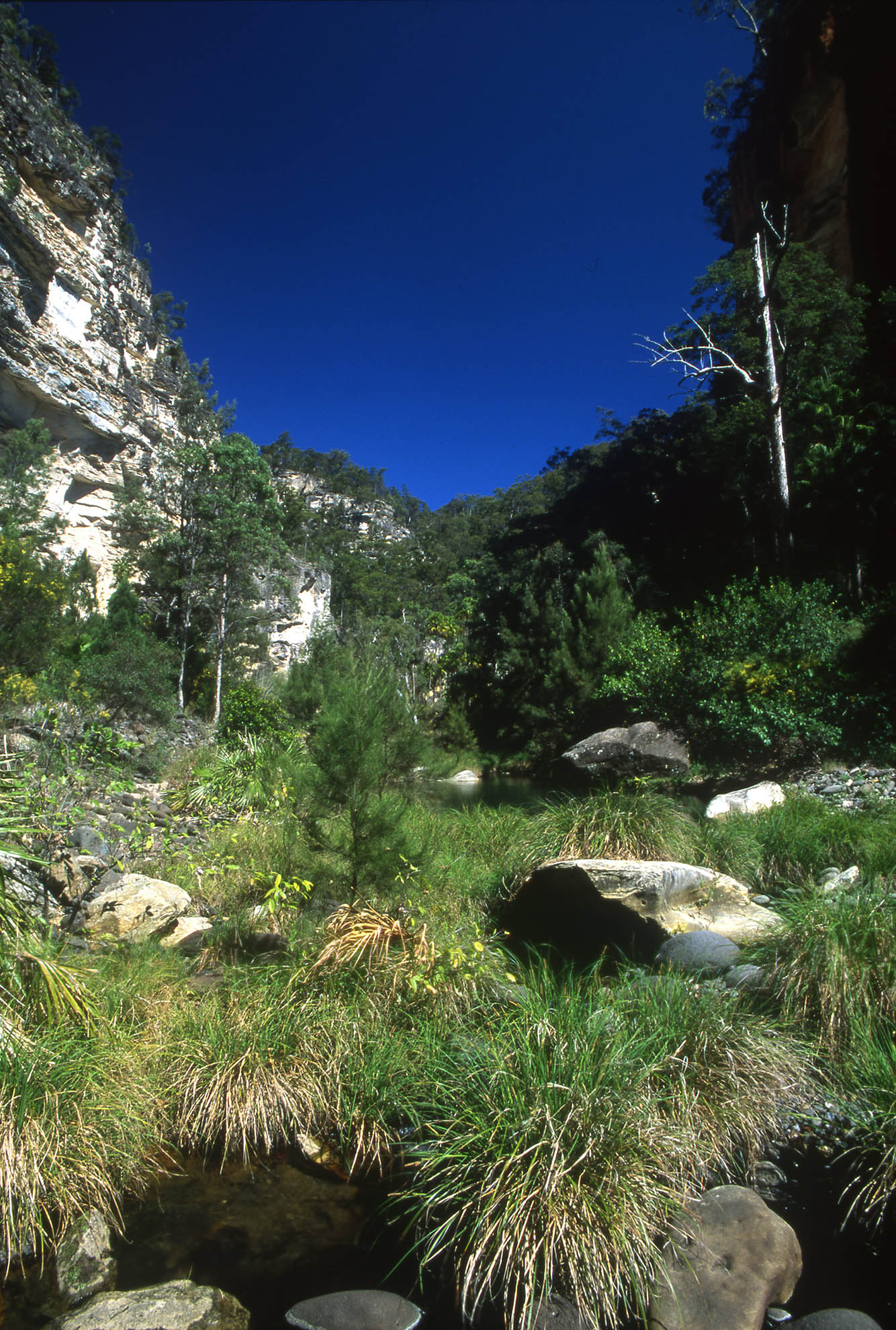 Carnarvon Gorge | Upper Gorge | Australian Nature Guides
