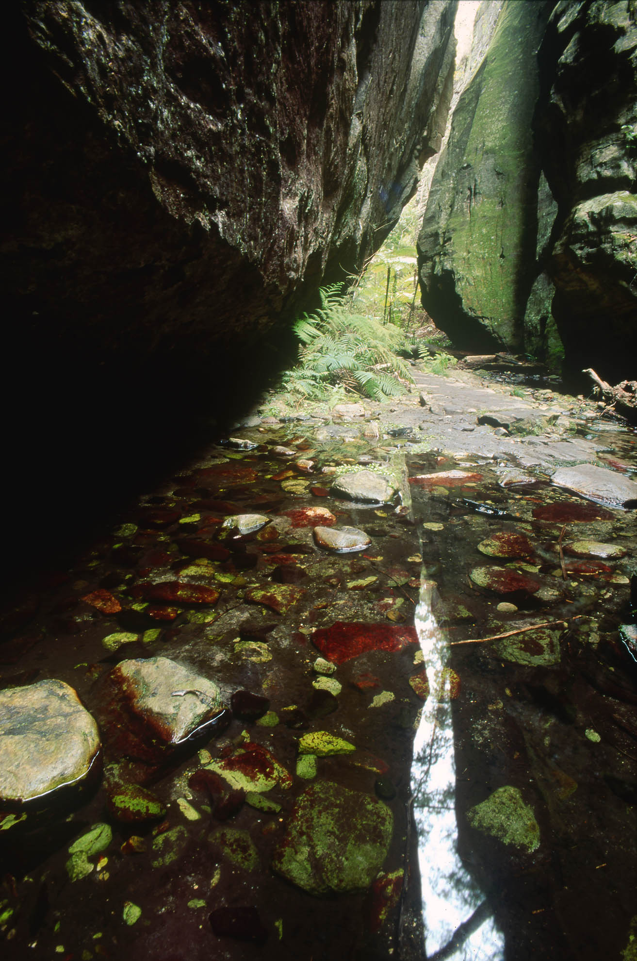 Carnarvon Gorge | Lower Gorge | Australian Nature Guides