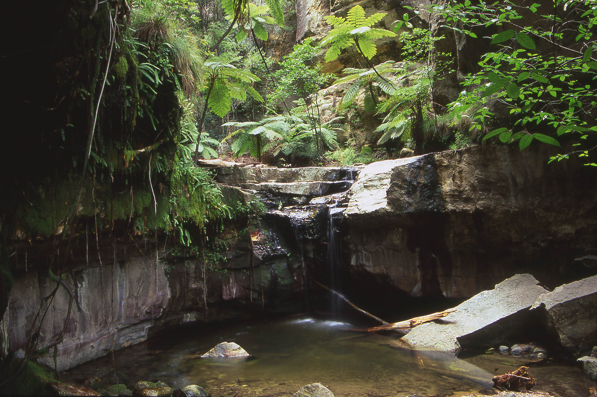 Carnarvon Gorge | Lower Gorge | Australian Nature Guides