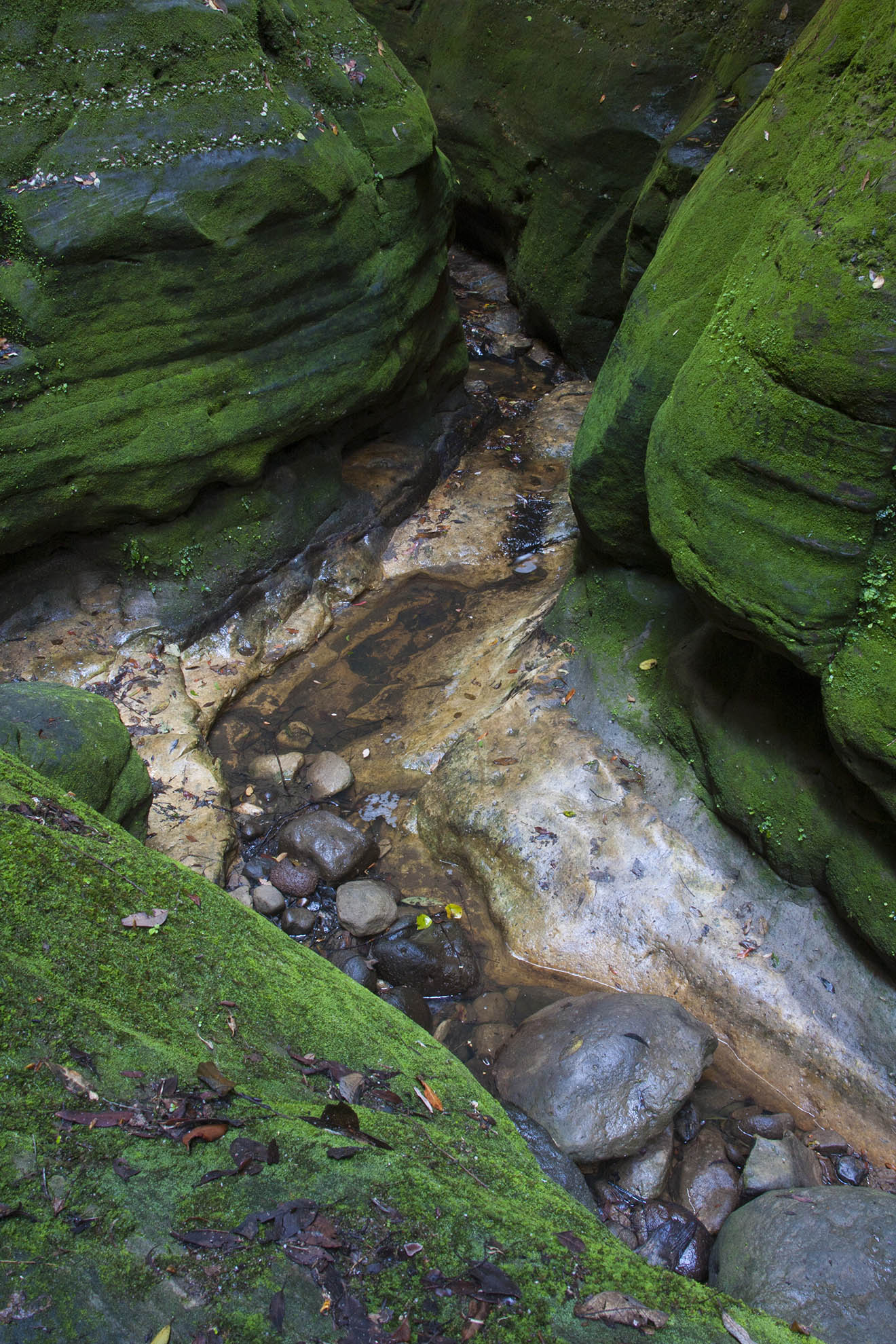 Carnarvon Gorge | Gorge Mouth | Australian Nature Guides