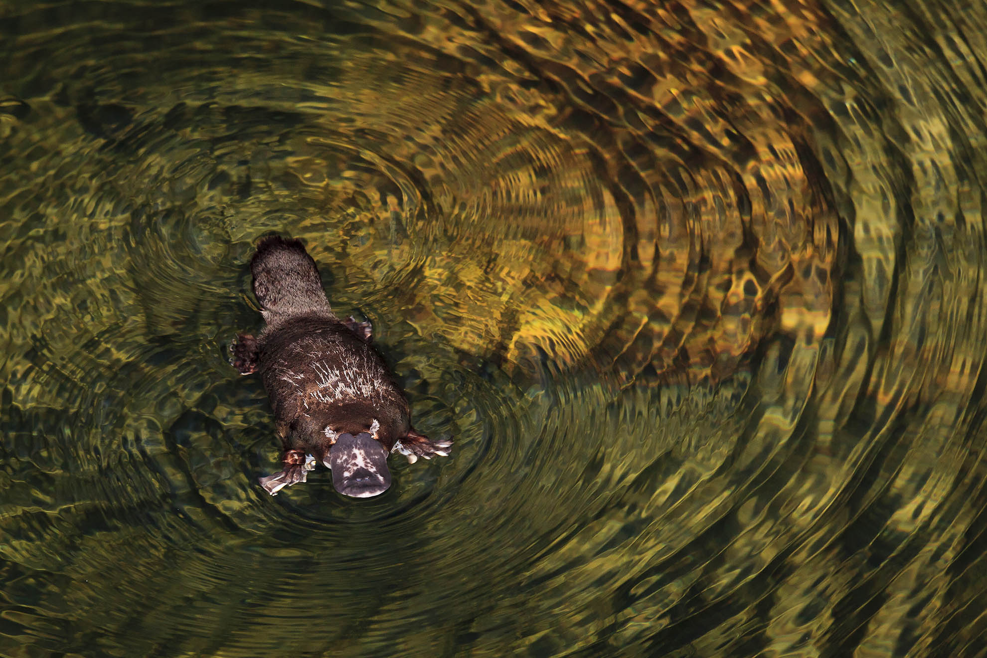 Carnarvon Gorge | Gorge Mouth | Australian Nature Guides