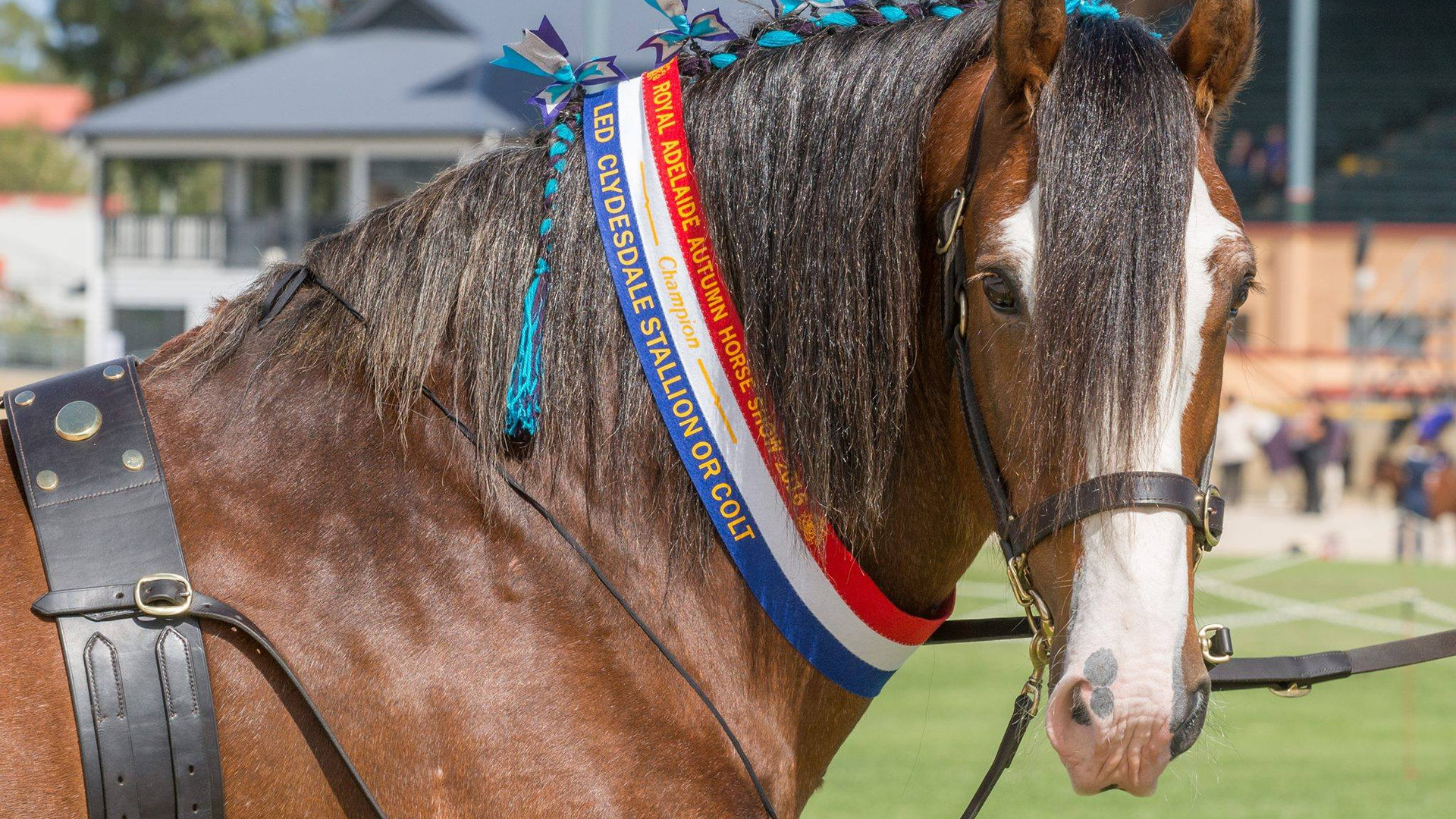 Shire sets | Heavy Horse Decorations