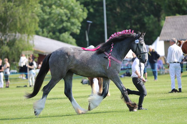 Shire sets | Heavy Horse Decorations