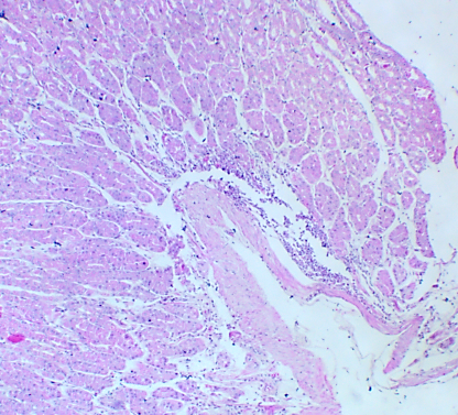 Human tissue-Stomach | Springside Sci.