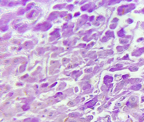 Periodic Acid Schiff (PAS) Control Slides | Springside Sci.