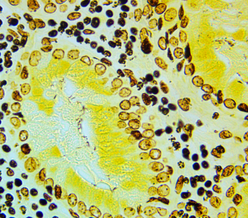 Steiner-Steiner Stain Control Slides | Springside Sci.