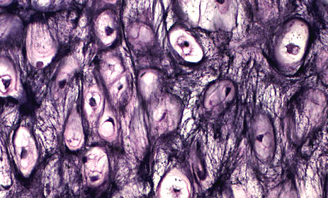 Human tissue- Elastic Cartilage | Springside Sci.