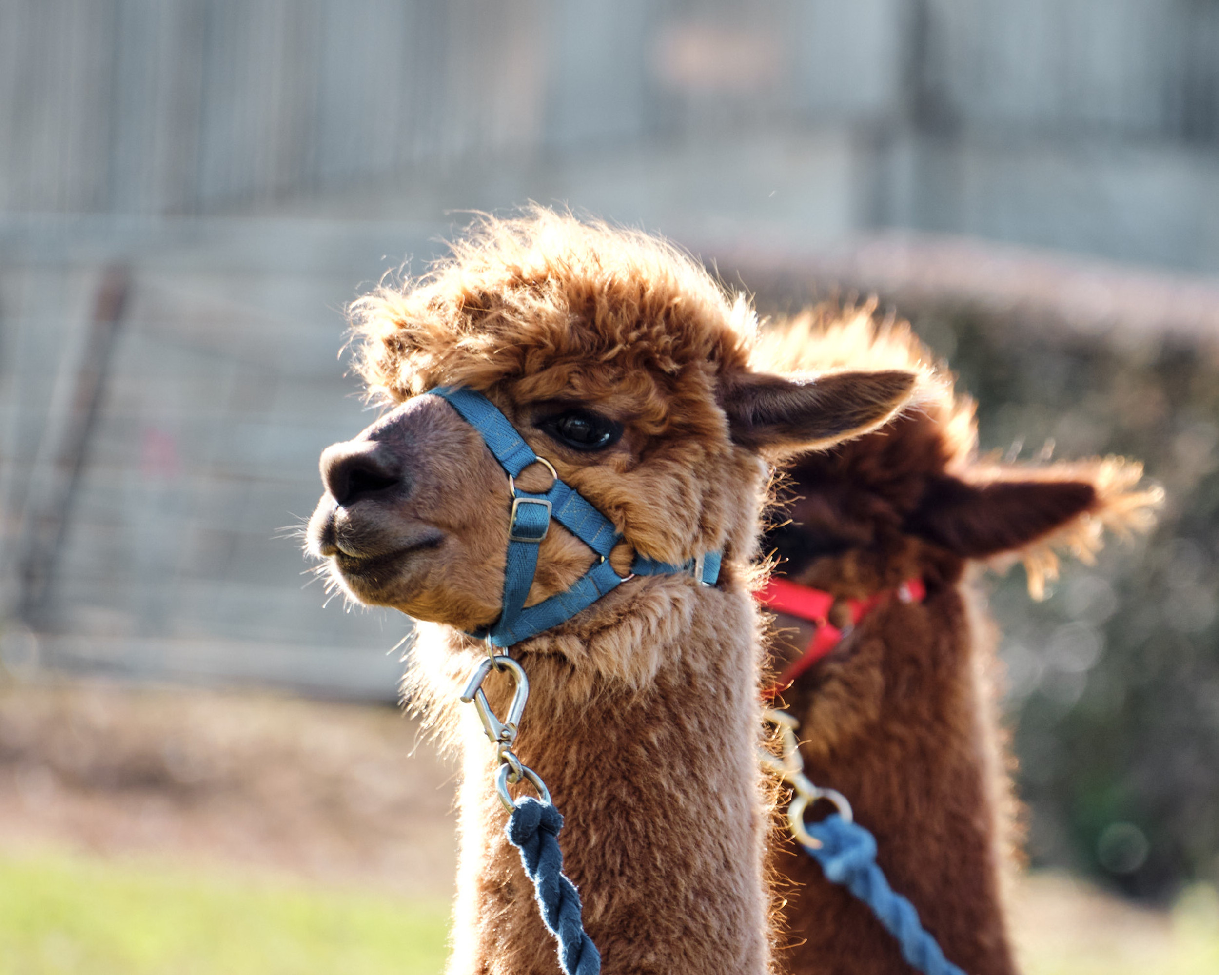 Book an Experience | Oak Tree Alpacas