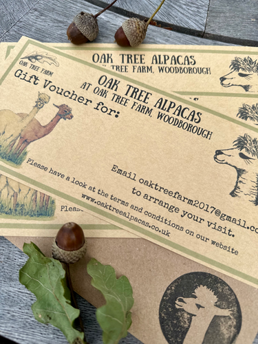 Oak Tree Alpaca Experience Voucher | Oak Tree Alpacas