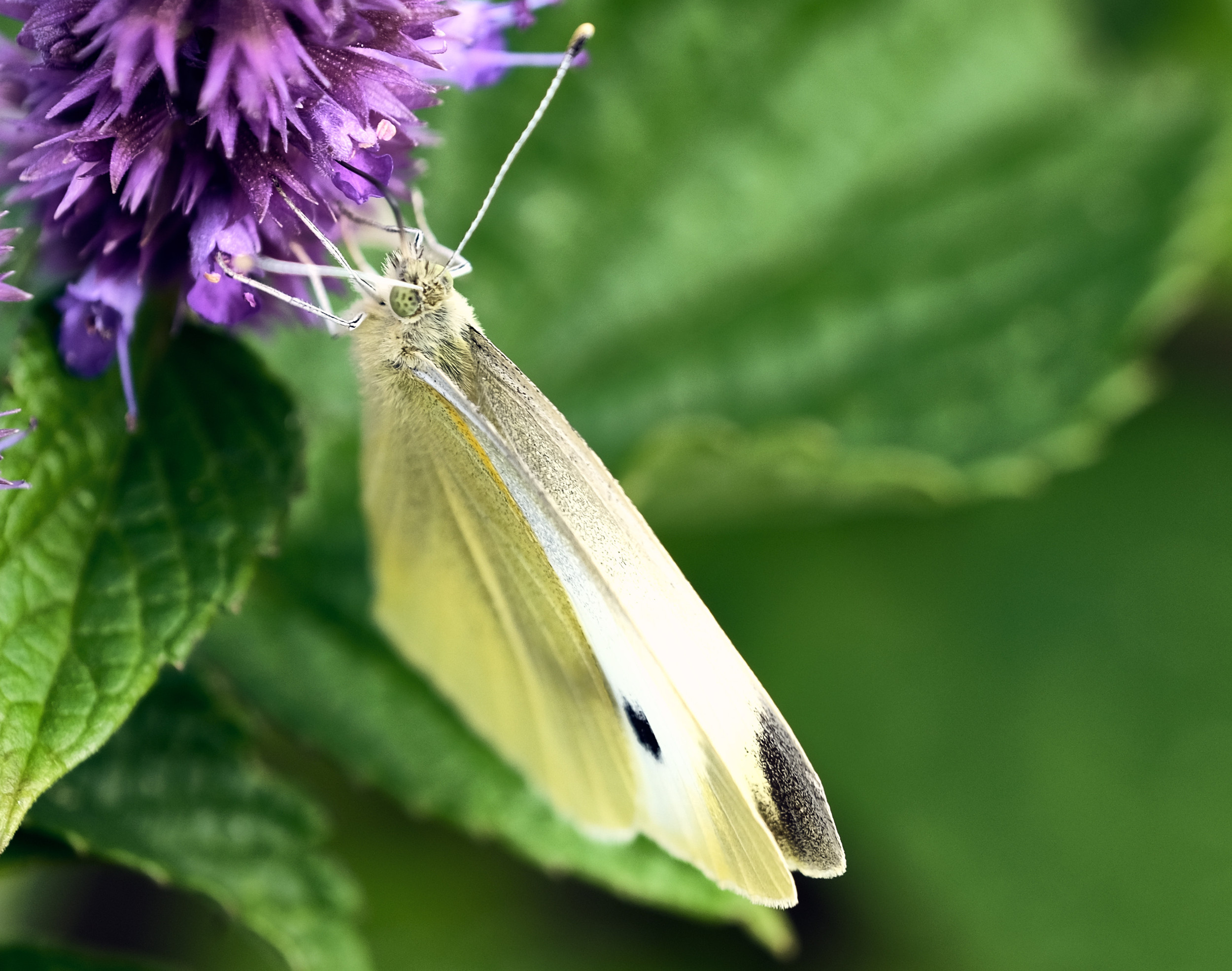 Our Garden Gallery | Oak Tree Alpacas