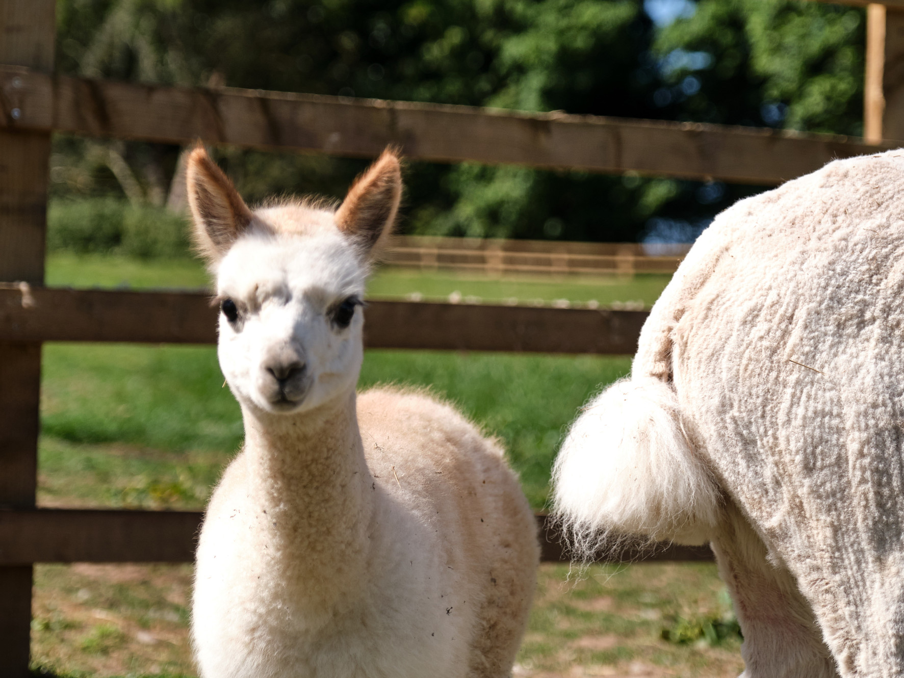 Alpaca Rugs | Oak Tree Alpacas