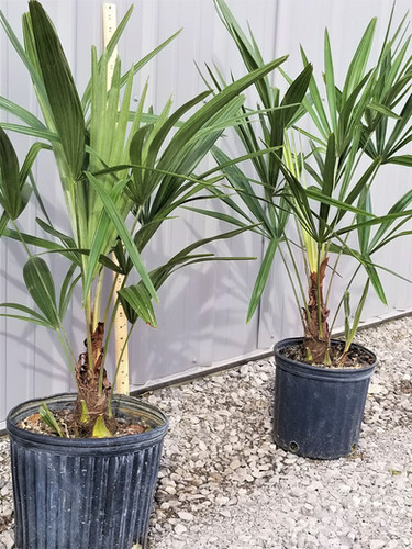 Cold Hardy Palm Trees | Northeast Ohio Palm Trees