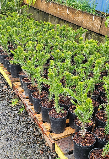 Home | Andersons Oregon Mon