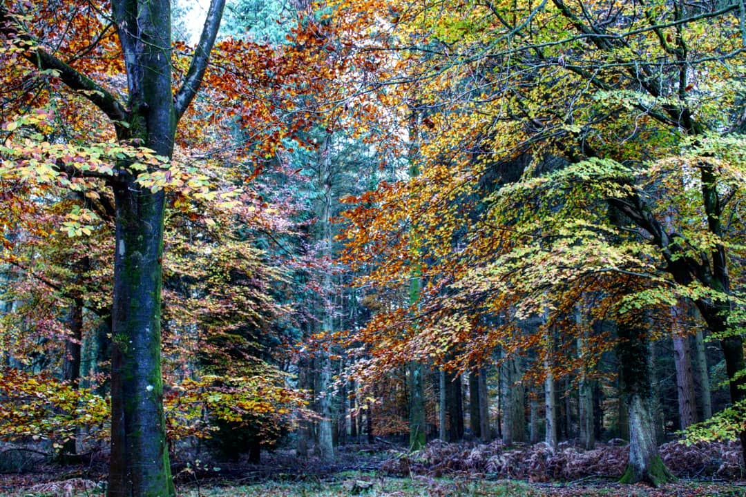 Explore | Littledean House Hotel | Littledean