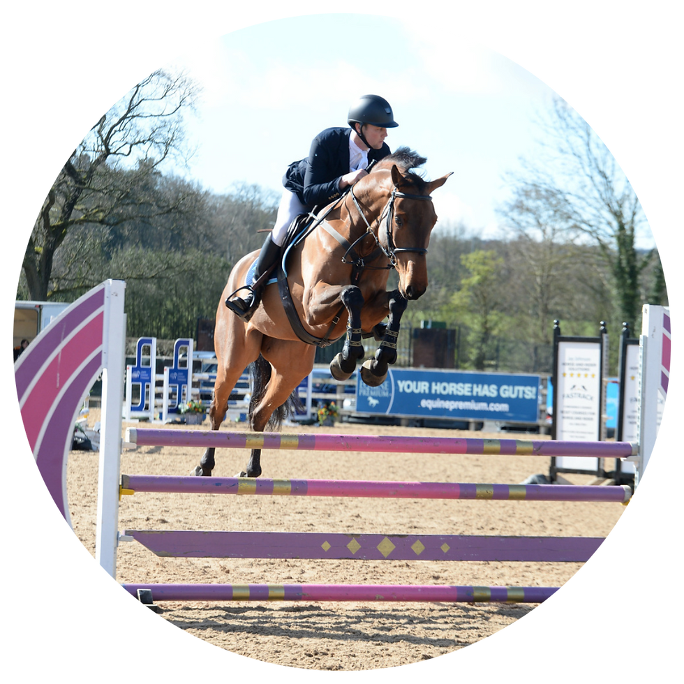 Our Horses | Northcote Stud