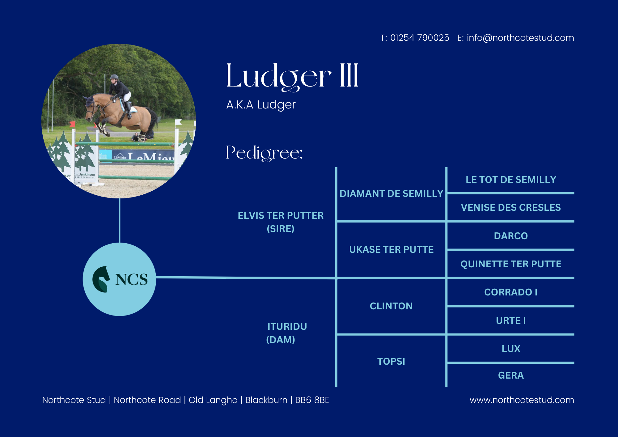 Our Horses | Northcote Stud