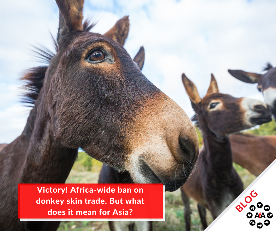 Victory! Africa-wide ban on donkey skin trade. But what does it mean ...