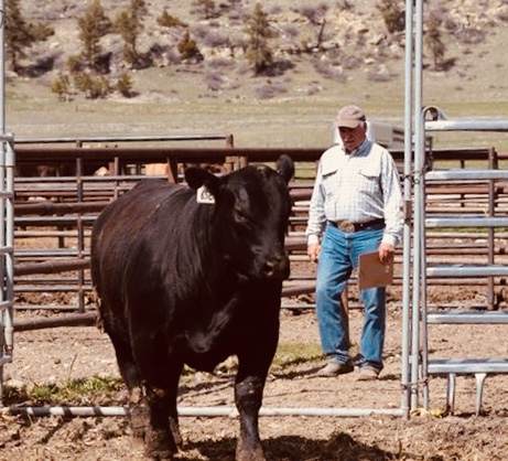 Bulls | McDonnell Angus | United States