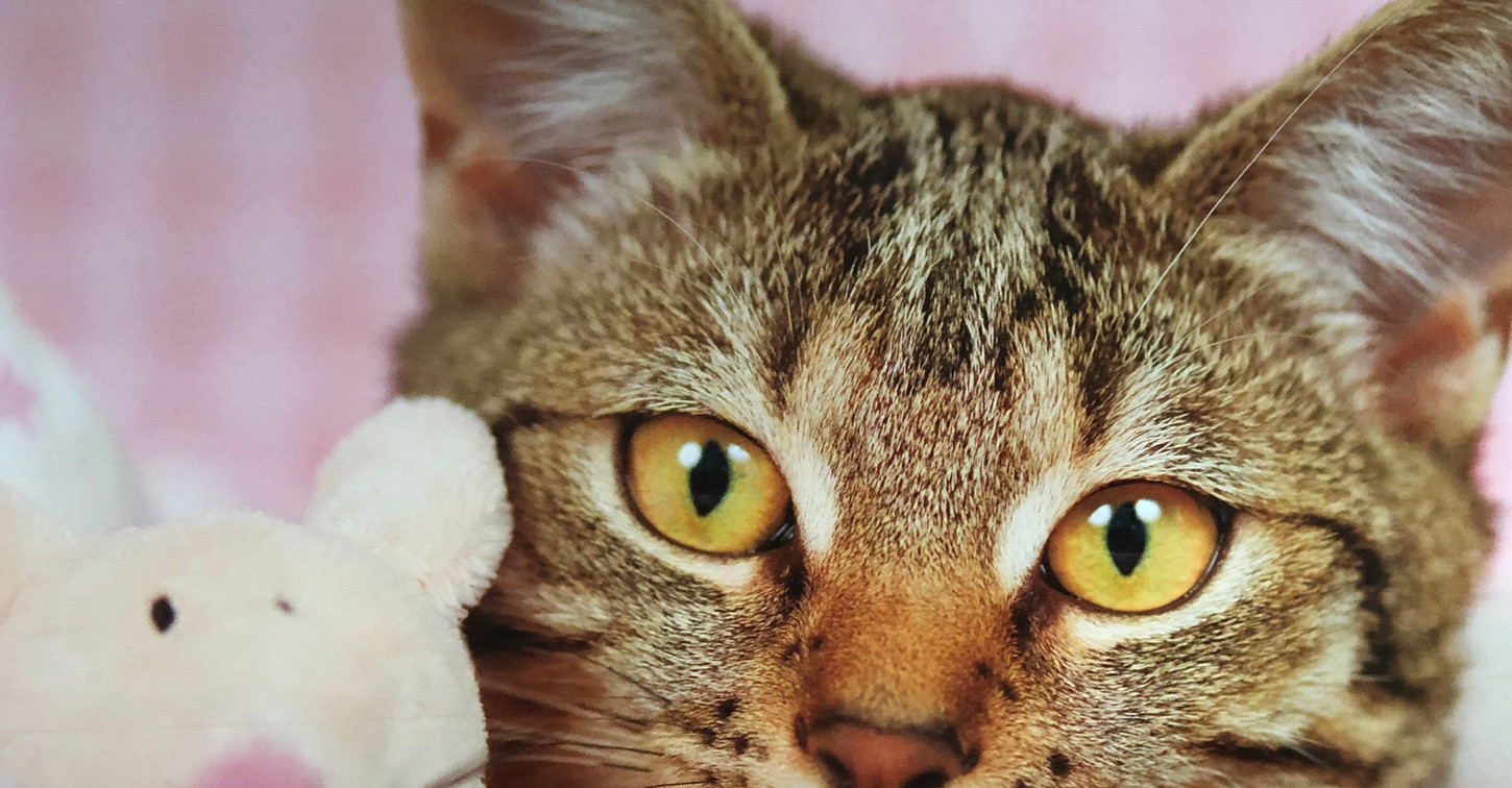 Cat Sitting Services - For You and Your Kitty