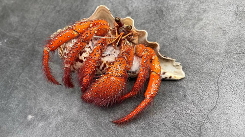 Red Leg Dwarf Hermit Crab | Pontus Natural Art