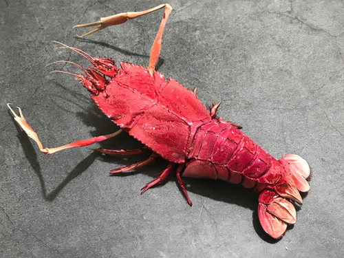 Rare repainted deep sea purple paper lobster taxidermy large (reserved ...
