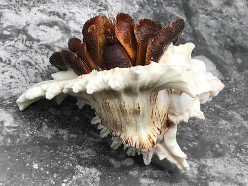 Spiny feet hermit crab taxidermy Coenobita spinosus (Fiji) | Pontus ...