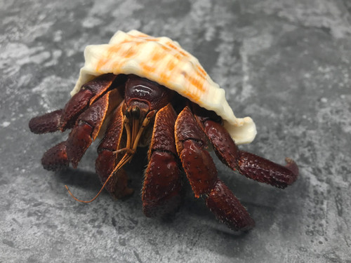 Spiny feet hermit crab taxidermy Coenobita spinosus (Fiji) | Pontus ...