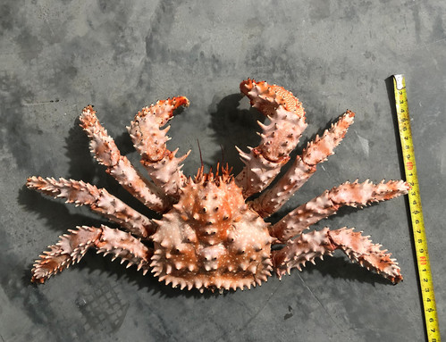 Paralithodes brevipes Short Feet Spiny king crab taxidermy | Pontus ...