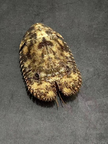 Rare Medium Size Parribacus antarcticus Artic Reef fan Lobster ...