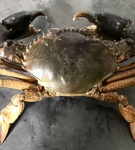 mud crab size